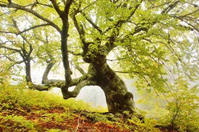 Hêtre: où il pousse, types et variétés, plantation et entretien, photo 7565_1