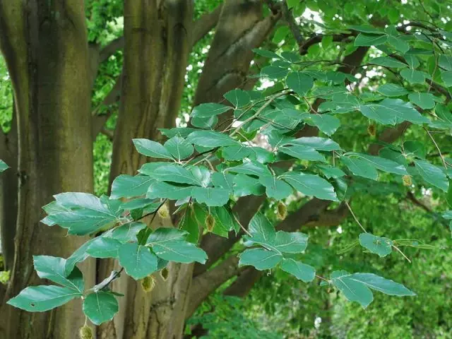 Buche: wo sie wächst, Arten und Sorten, Pflanzung und Pflege, Foto 7565_13