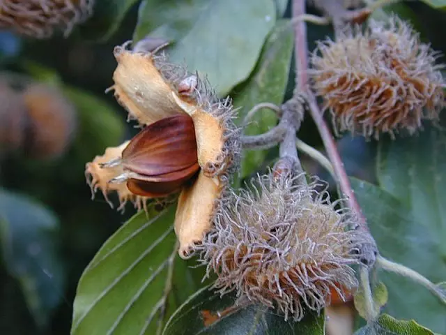 Hêtre: où il pousse, types et variétés, plantation et entretien, photo 7565_2