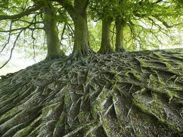 Árvore de faia: onde cresce, tipos e variedades, plantio e cuidado, foto 7565_3