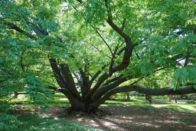 Árvore de faia: onde cresce, tipos e variedades, plantio e cuidado, foto 7565_6