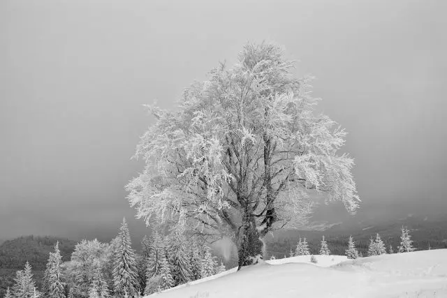 Бука: каде расте, видови и сорти, садење и грижа, фотографија 7565_9