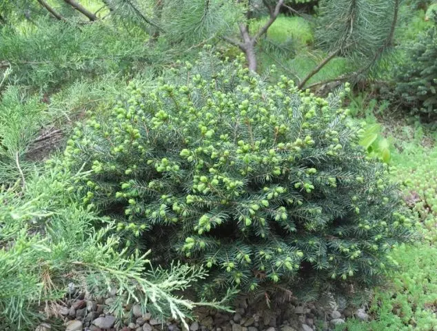 Serbia spruce Karel (Picea omorika Karel): melak sareng ngurus, poto, ulasan 7572_1