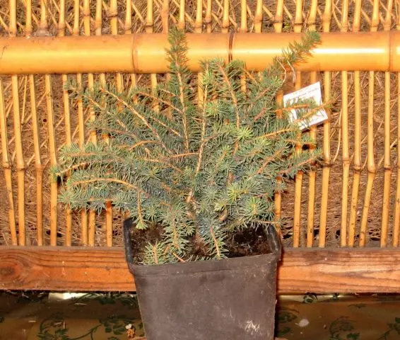 Serbia spruce Karel (Picea omorika Karel): melak sareng ngurus, poto, ulasan 7572_4