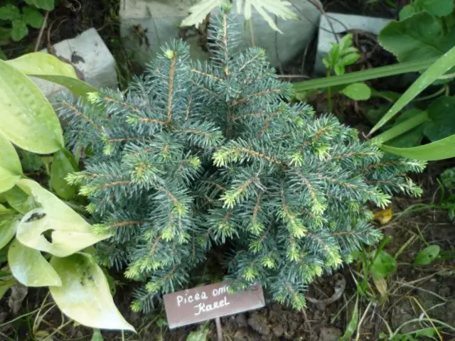 Karel spruce Karel (Picea omorika Karel): ịkụ na nlekọta, foto, nyocha 7572_5