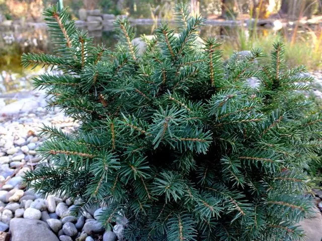 Serbia spruce Karel (Picea omorika Karel): melak sareng ngurus, poto, ulasan 7572_6