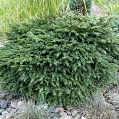 Karel spruce Karel (Picea omorika Karel): ịkụ na nlekọta, foto, nyocha 7572_9