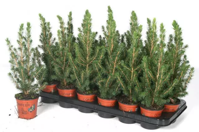 Konik spruce in a pot: ڪيئن گھر ۾ سنال ڪجي 7573_6