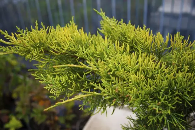 Juniper medium (pfitzeriana): Aurea, Glauka, King of Spring, Compact 7592_1