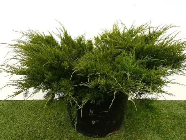 Juniper medium (pfitzeriana): Aurea, Glauka, King of Spring, Compact 7592_10