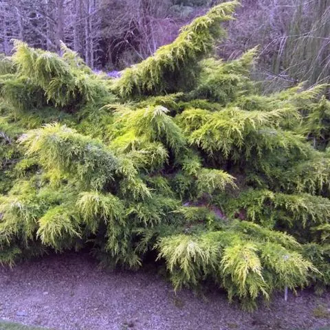 Ginebre mitjà (pfitzeriana): Aurea, Glauka, rei de la primavera, compacte 7592_11