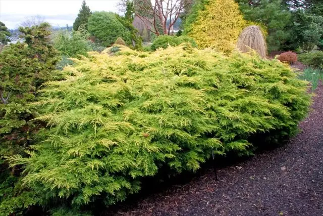 Juniper medium (pfitzeriana): Aurea, Glauka, Reĝo de Printempo, Kompakta 7592_14