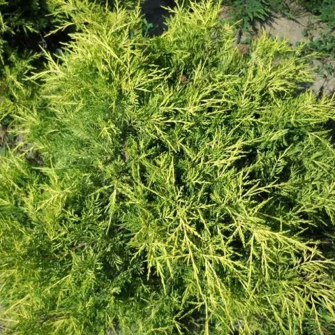 Juniper medium (pfitzeriana): Aurea, Glauka, Reĝo de Printempo, Kompakta 7592_32