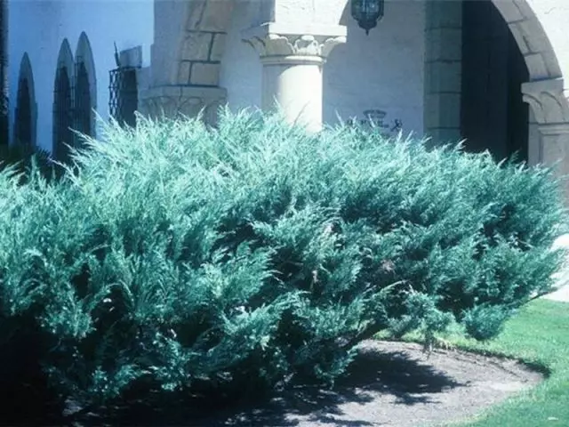 Juniper medium (pfitzeriana): Aurea, Glauka, Reĝo de Printempo, Kompakta 7592_5