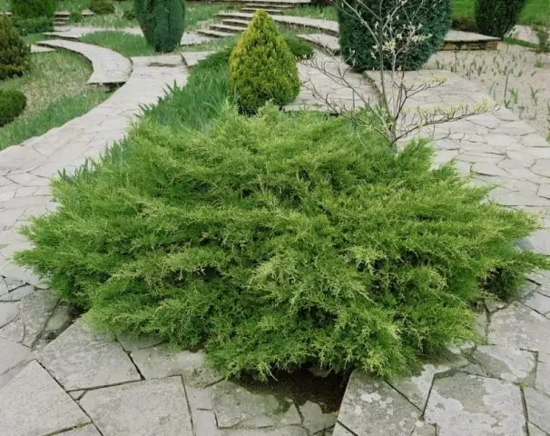 Juniper medium (pfitzeriana): Aurea, Glauka, King of Spring, Compact 7592_6