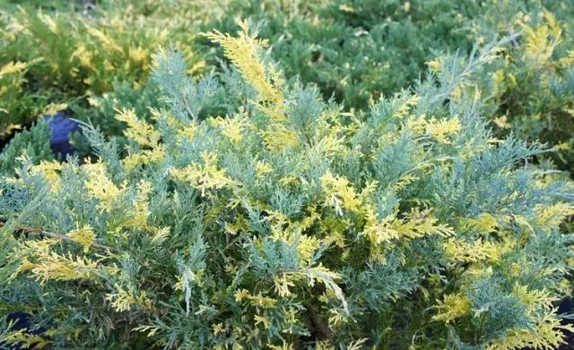 Ginebre mitjà (pfitzeriana): Aurea, Glauka, rei de la primavera, compacte 7592_7