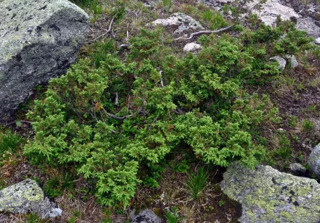 Siberische jeneverbes: beschrijving, planten en verzorgen, foto 7599_1