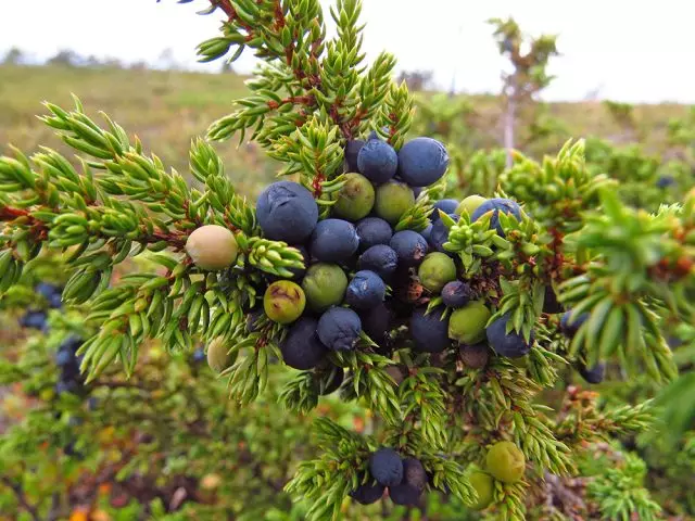 Juniper Siberia: deskripsi, tanduran lan perawatan, foto 7599_2