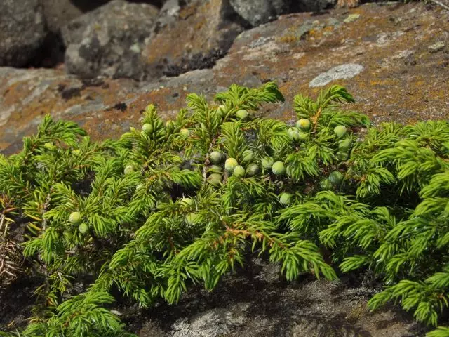 Siberische jeneverbes: beschrijving, planten en verzorgen, foto 7599_4