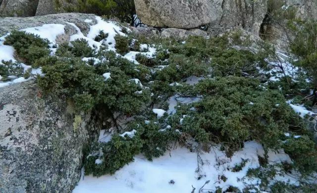 Siberische jeneverbes: beschrijving, planten en verzorgen, foto 7599_5