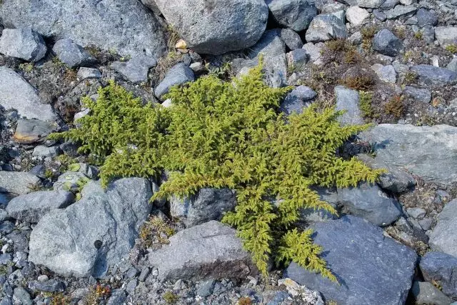 Juniper siberianina: famaritana, fambolena ary fikarakarana, sary 7599_6