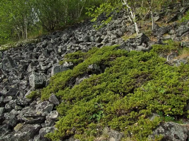 Siberiako ipurua: deskribapena, landaketa eta zainketa, argazkia 7599_9