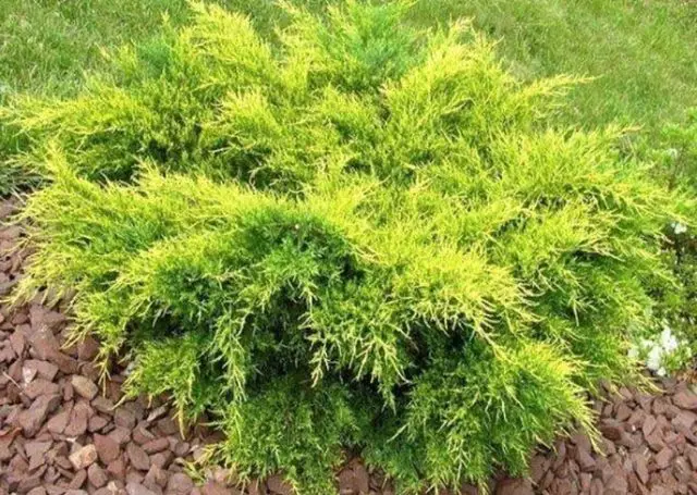 Juniper Old Gold (Old Gold): beskrivning, plantering och vård, recensioner 7600_1