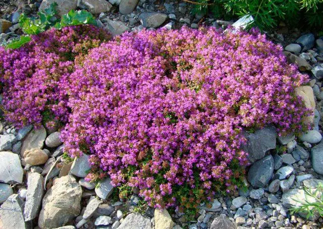 Thyme (thime) kunyerera: ifoto, ibisobanuro, gutera, kwita, imiti ivura, kwanduza 7607_12