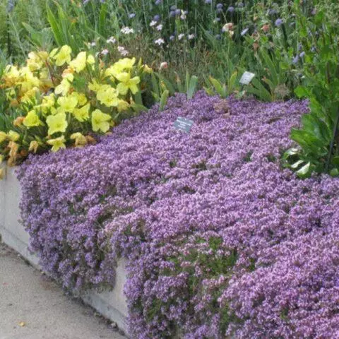 Thyme (thyme) چرندڙ: ،وٽو ، تفصيل ، پوک ، سن careال ، دوائن جون خاصيتون ، تضاد 7607_14