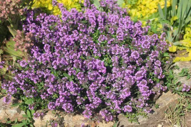 Thyme (thime) kunyerera: ifoto, ibisobanuro, gutera, kwita, imiti ivura, kwanduza 7607_2