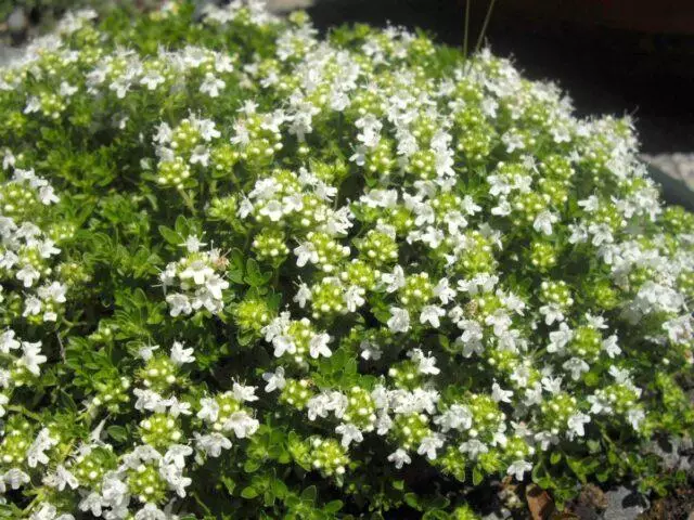 Thyme (thime) kunyerera: ifoto, ibisobanuro, gutera, kwita, imiti ivura, kwanduza 7607_3