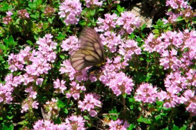 Thyme (thime) kunyerera: ifoto, ibisobanuro, gutera, kwita, imiti ivura, kwanduza 7607_5