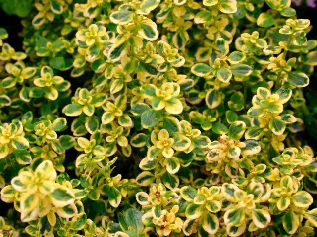 Thyme (thime) kunyerera: ifoto, ibisobanuro, gutera, kwita, imiti ivura, kwanduza 7607_6