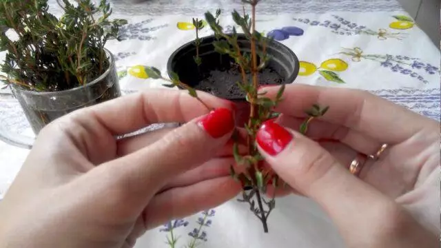 Thyme (thyme) چرندڙ: ،وٽو ، تفصيل ، پوک ، سن careال ، دوائن جون خاصيتون ، تضاد 7607_9