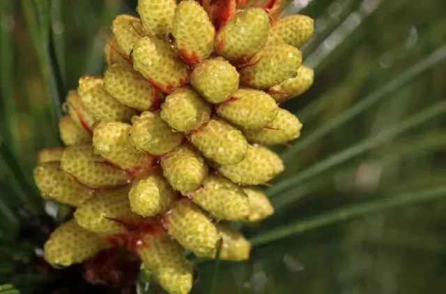 Pollen tal-arżnu: proprjetajiet mediċinali u kontraindikazzjonijiet, reviżjonijiet 7613_2