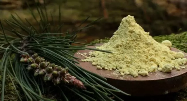 Pine pollen: medicinal properties and contraindications, reviews 7613_3