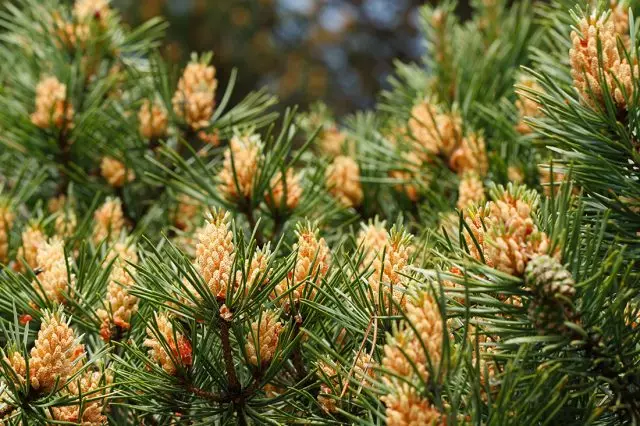 Pine pollen: medicinal properties and contraindications, reviews 7613_4