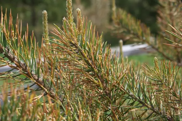 Mountain Pine Pug: wotè, plante ak swen, foto 7614_10