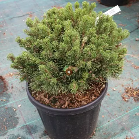 Mountain Pine Pug: wotè, plante ak swen, foto 7614_5