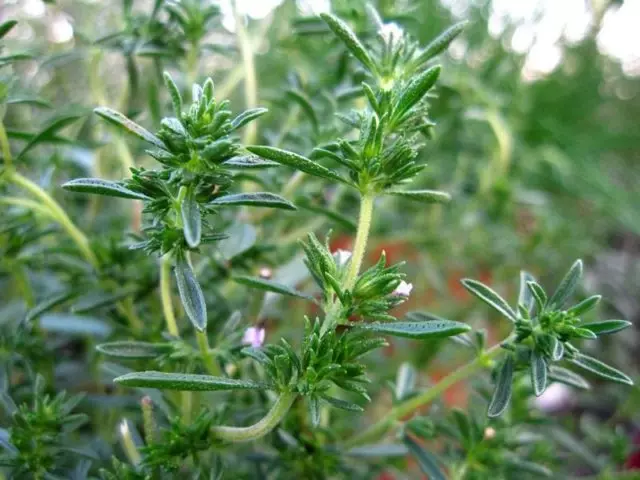 Saborós: què és, una foto d’una planta, herba, espècia, aplicació, beneficis i perjudicis 7637_2