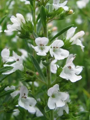 鹹味：它是什麼，植物、藥草、香料、應用、益處和危害的照片 7637_3