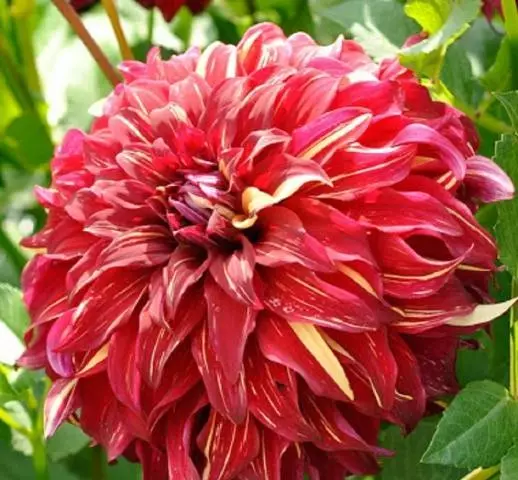 Dahlia Bohemian Spartacus