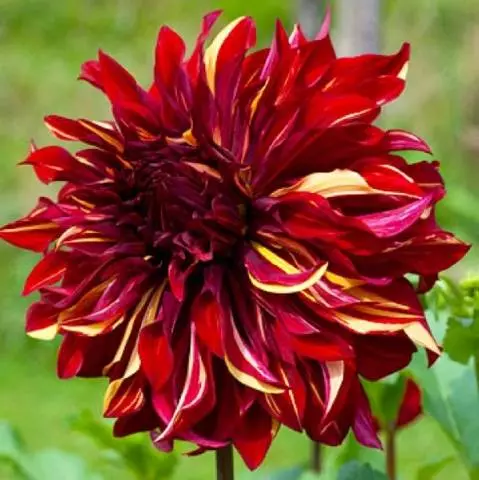 Spartaku Bohemian Dahlia