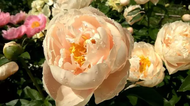 Peony Pastelegance: descrição, foto, plantio e cuidados, cultivo 7647_1