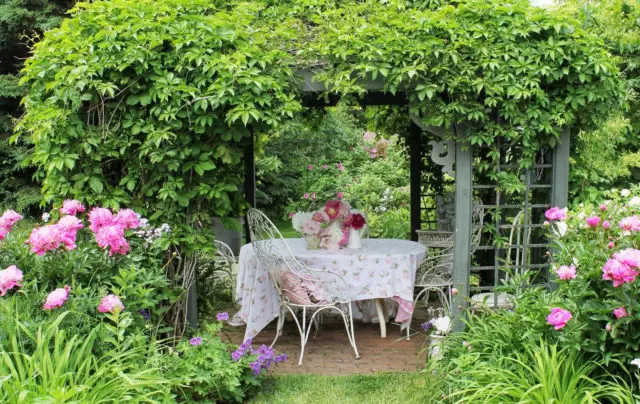 Peony Pastelegance: beskrivning, foto, plantering och vård, odling 7647_4