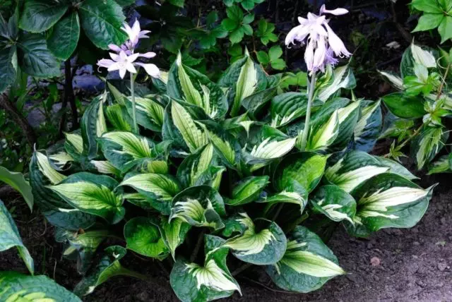 Dois-je tailler l'hosta pour l'hiver: quand et comment couper les feuilles, les fleurs 7648_8