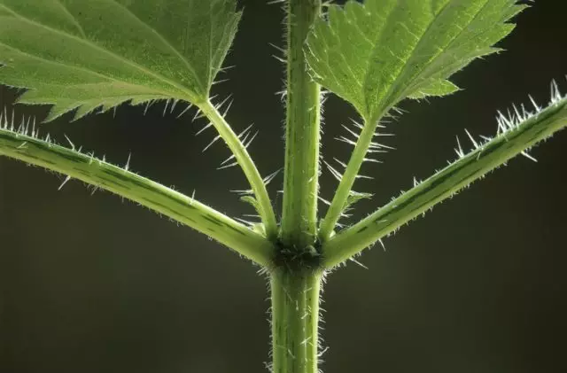 Tleitil (Urtica urens): Taybetmendiyên derman û nerazîbûn, serîlêdan 7656_3