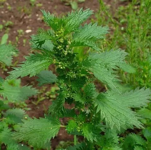 Dilgėlė (Urtica urens): vaistinės savybės ir kontraindikacijos, taikymas 7656_4