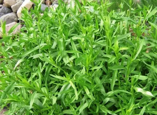 Tarragon: lumalaki at nagmamalasakit sa bukas na bukirin, nagtatanim ng mga binhi, pruning para sa taglamig, kung paano magpalaganap 7664_2