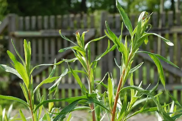 Tarragon: lumalaki at nagmamalasakit sa bukas na bukirin, nagtatanim ng mga binhi, pruning para sa taglamig, kung paano magpalaganap 7664_5